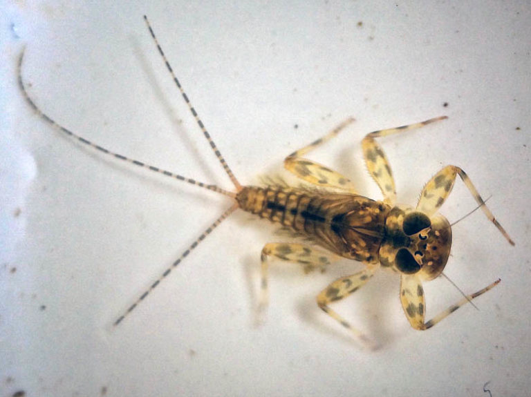 Riverfly Monitoring - Bristol Avon Rivers Trust - Riverfly Partnership