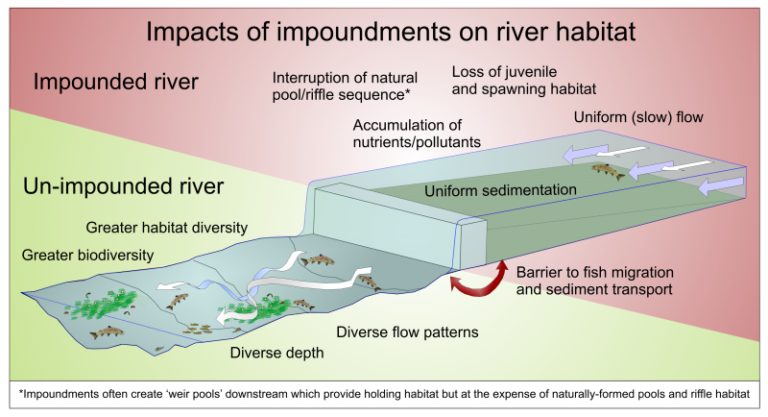 Habitat Improvements - Weir Removal - Bristol Avon Rivers Trust