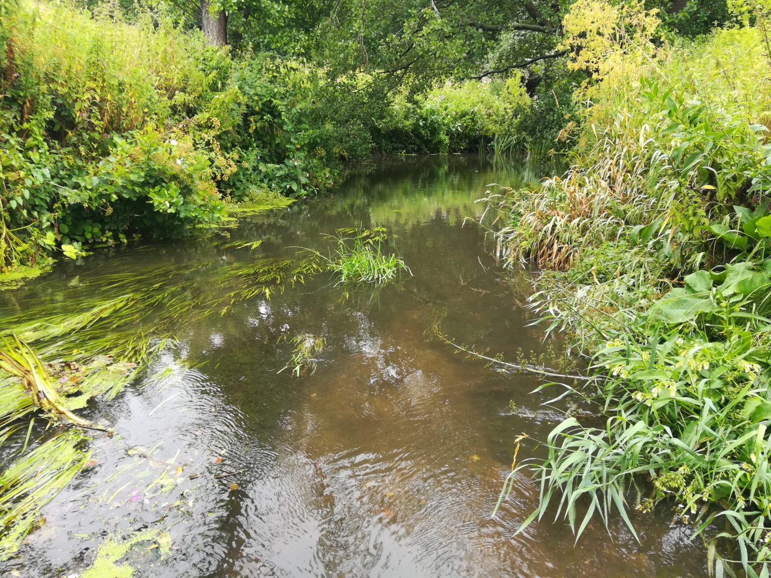 River Chew Fisheries Improvement Project - Bristol Avon Rivers Trust