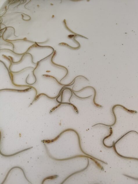 Eel elvers - Bristol Avon Rivers Trust