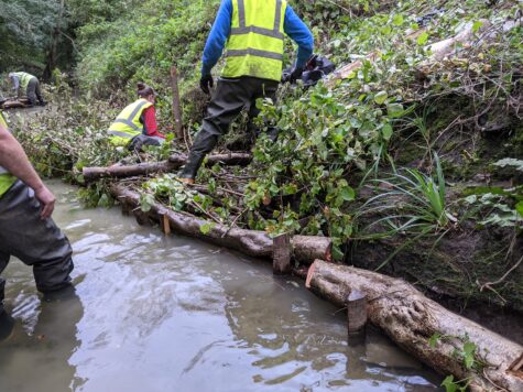 Habitat Restoration in Stoke Brook: building in-stream berms