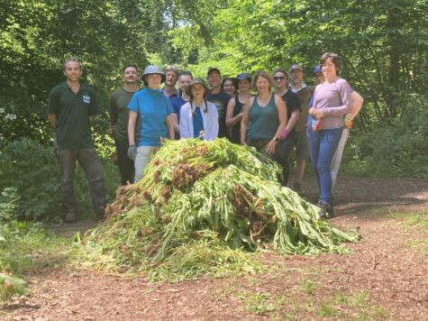 Bashing Himalayan Balsam in Lord's Wood
