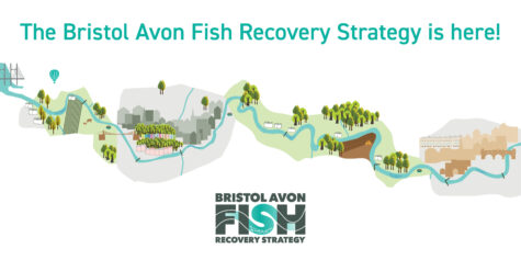 Fish Recovery Strategy - Bristol Avon Rivers Trust