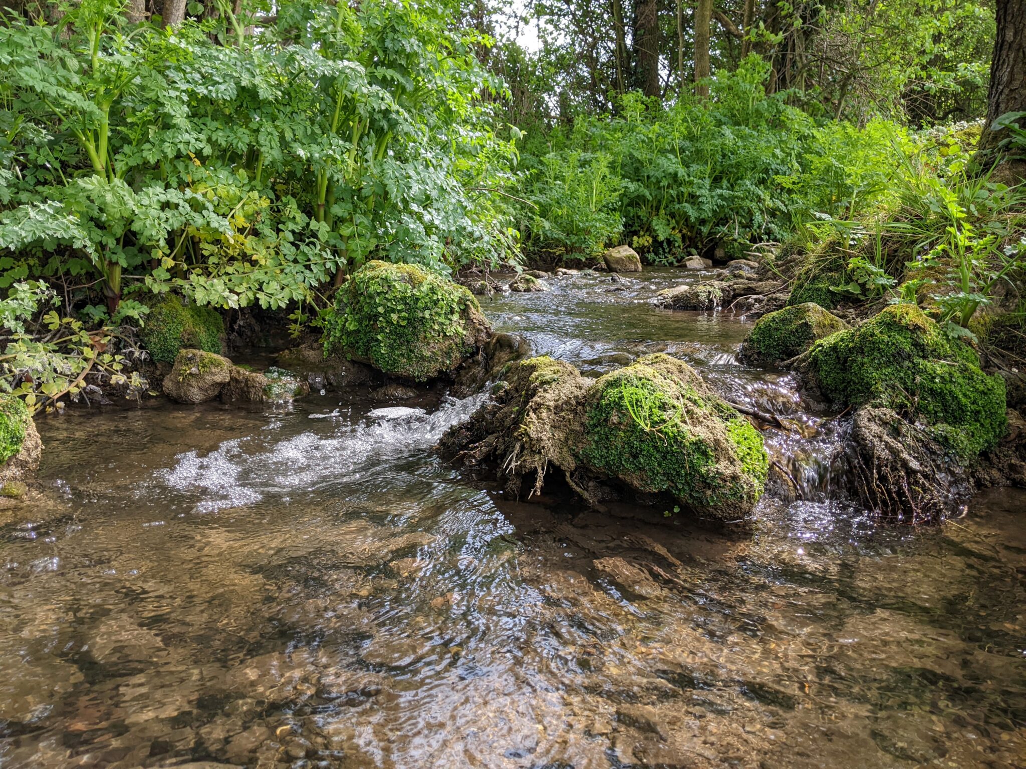 Want to be a Water Guardian in the Bristol Avon Catchment?