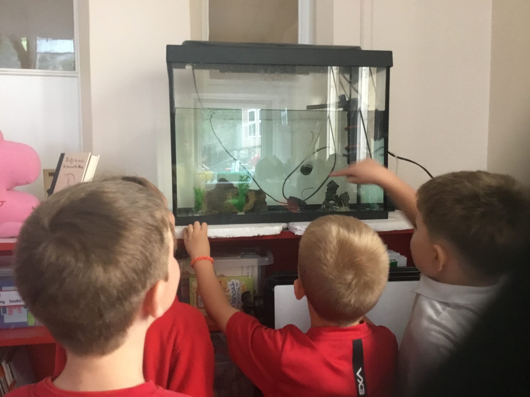 Baby eels back in schools